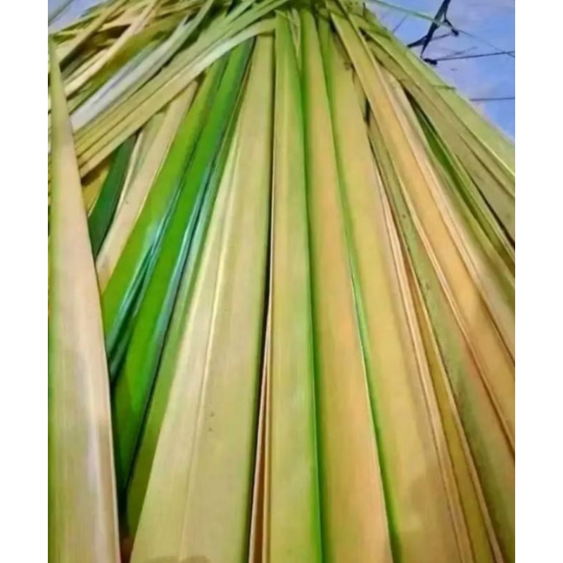 Jual DAUN KELAPA MUDA 50 PCS #JANUR BARU PETIK | Shopee Indonesia