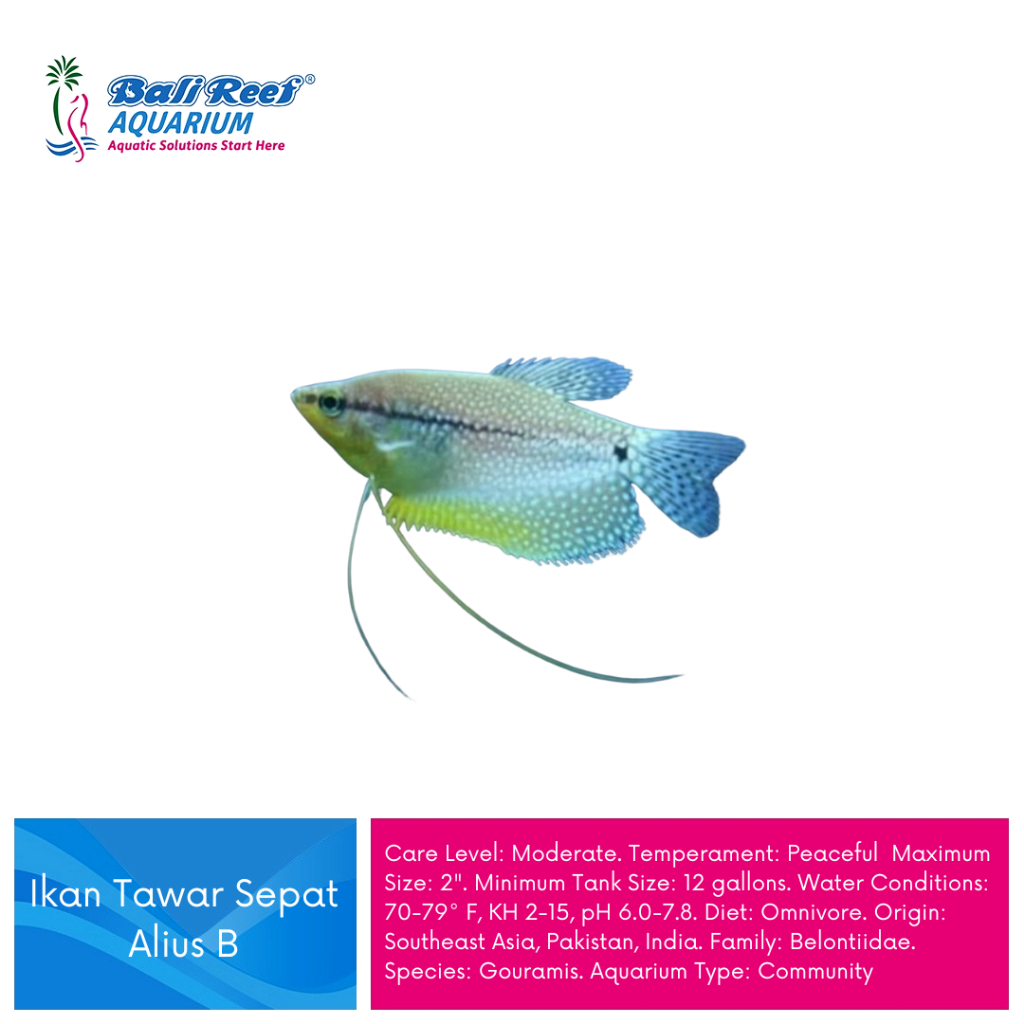 Jual Hiasan Aquarium Ikan Air Tawar Ikan Tawar Sepat Alius B Ikan ...