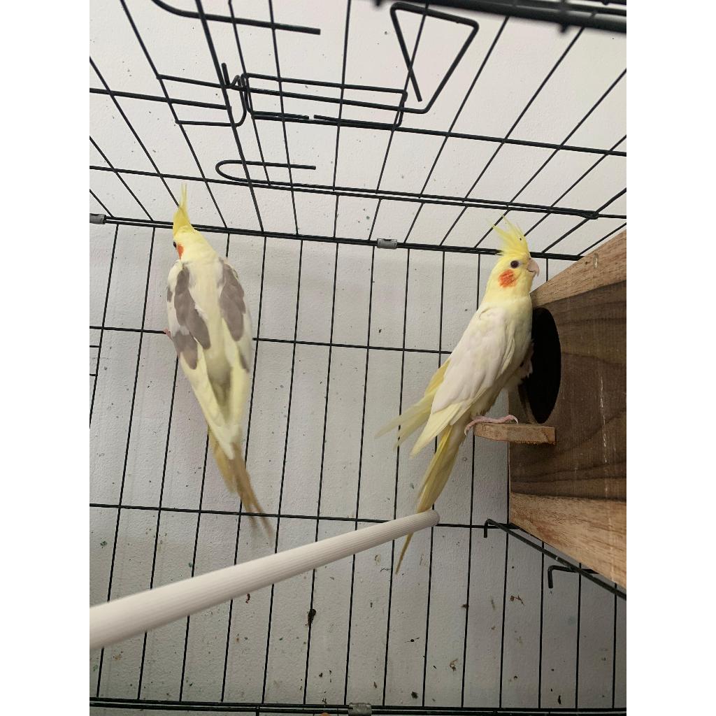 Jual Burung Falk Parkit Australia Lutino Dewasa Sepasang | Shopee Indonesia