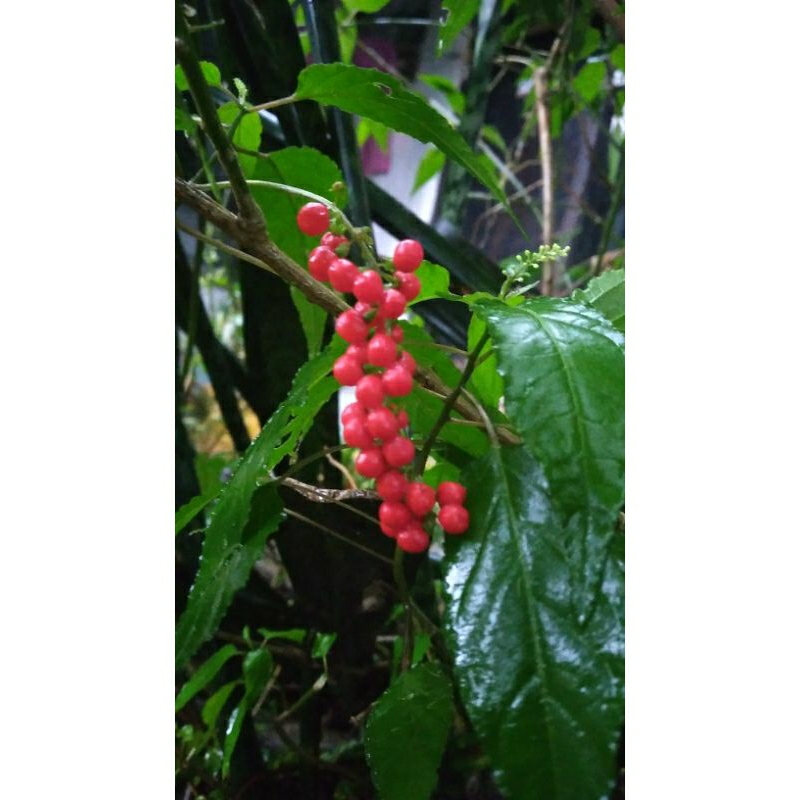 Jual Bibit Ravina Humalis (Getih Getihan) | Shopee Indonesia