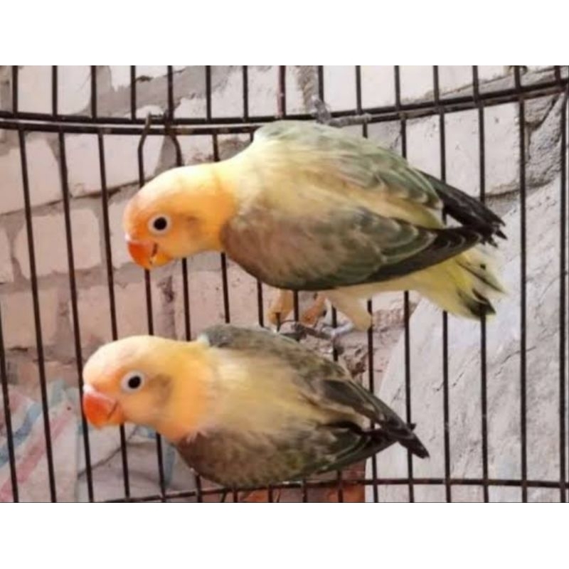 Jual BURUNG LOVEBIRD PB BIOLA EUWING MOVE SEPASANG | Shopee Indonesia