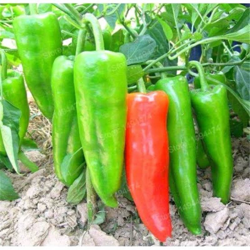 Jual Benih Cabe Raksasa – 5 Butir | Bibit Cabe Besar & Pedas, Cocok ...