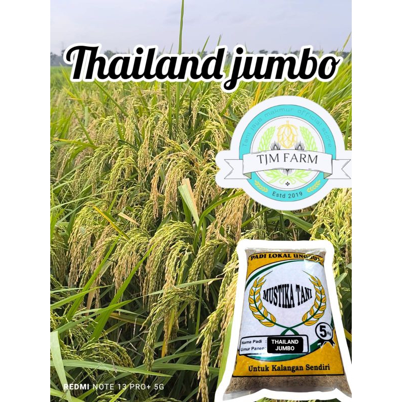 Jual PADI THAILAND JUMBO 5KG TAHAN REBAH NASI PULEN | Shopee Indonesia