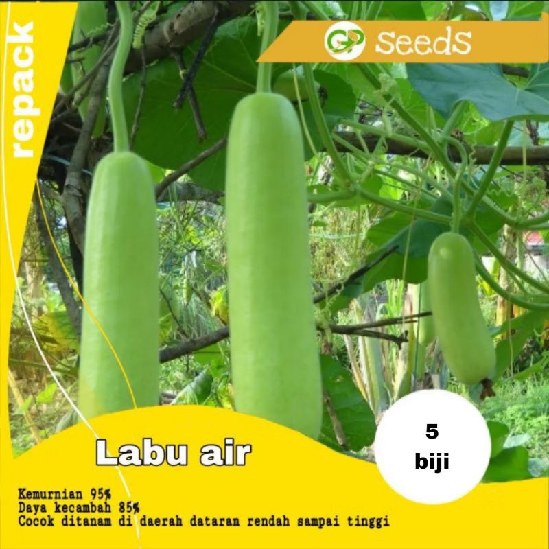 Jual 5 biji benih labu air | bibit labu air | benih labu air | Shopee ...