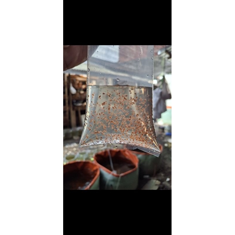 Jual dapmia(kutu air raksasa) | Shopee Indonesia