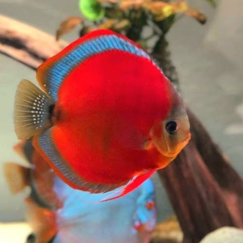 Jual Aksesoris Aquarium Discus Sun Merah Blue Rim | Shopee Indonesia