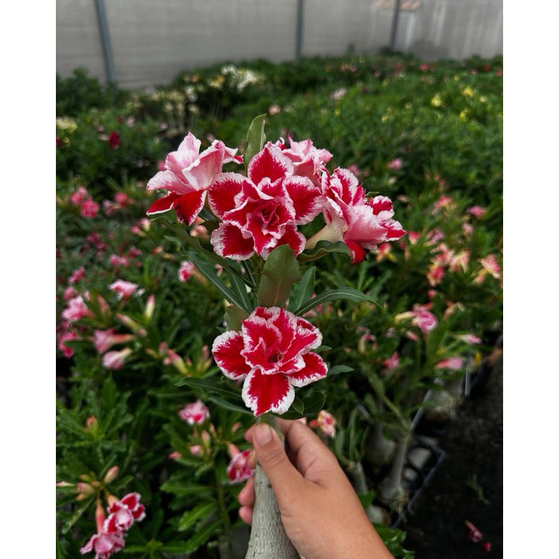 Jual TERMURAH !! PAKET BUNGA ADENIUM BUNGA TUMPUK (Ready Stok ...