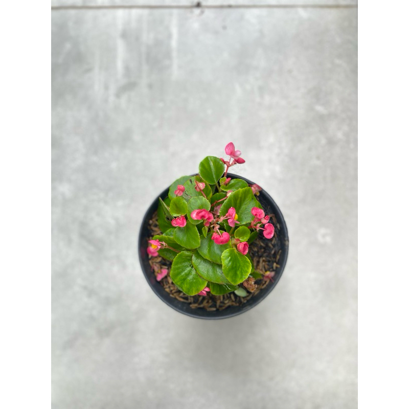 Jual Bunga begonia mini | Begonia x semperflorens-cultorum | tanaman ...