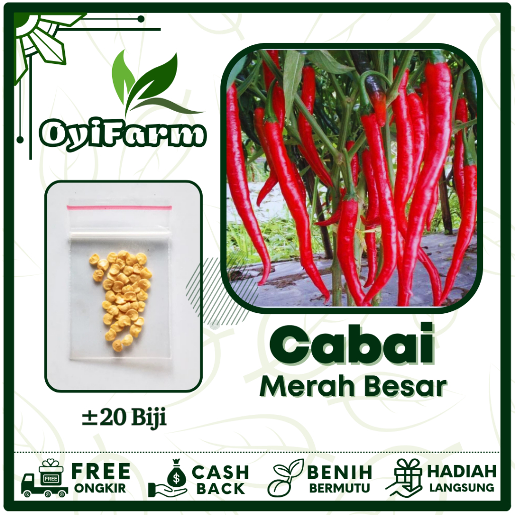 Jual Benih Cabe Cabai Merah Besar Sayuran Tahan Virus Cabai - Bibit ...