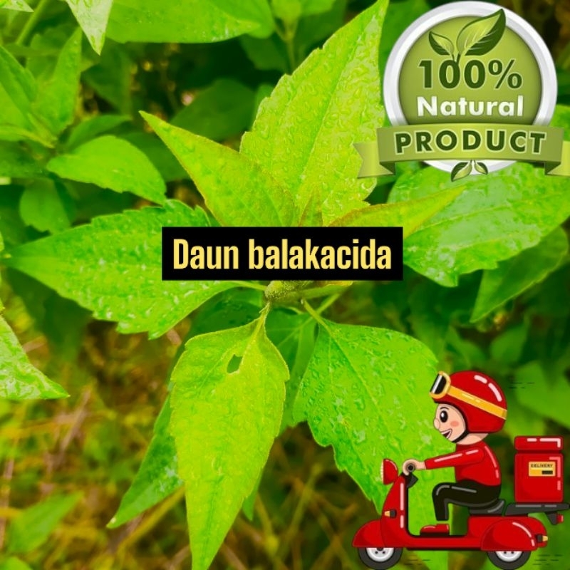 Jual Daun Balakacida Segar 100g | Herbal Luka, Radang, Asam Urat ...