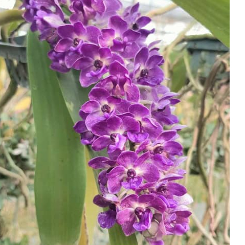 Jual [ DEWASA ] Rhynchostylis gigantea “Blue” – Si Ekor Serigala yang ...