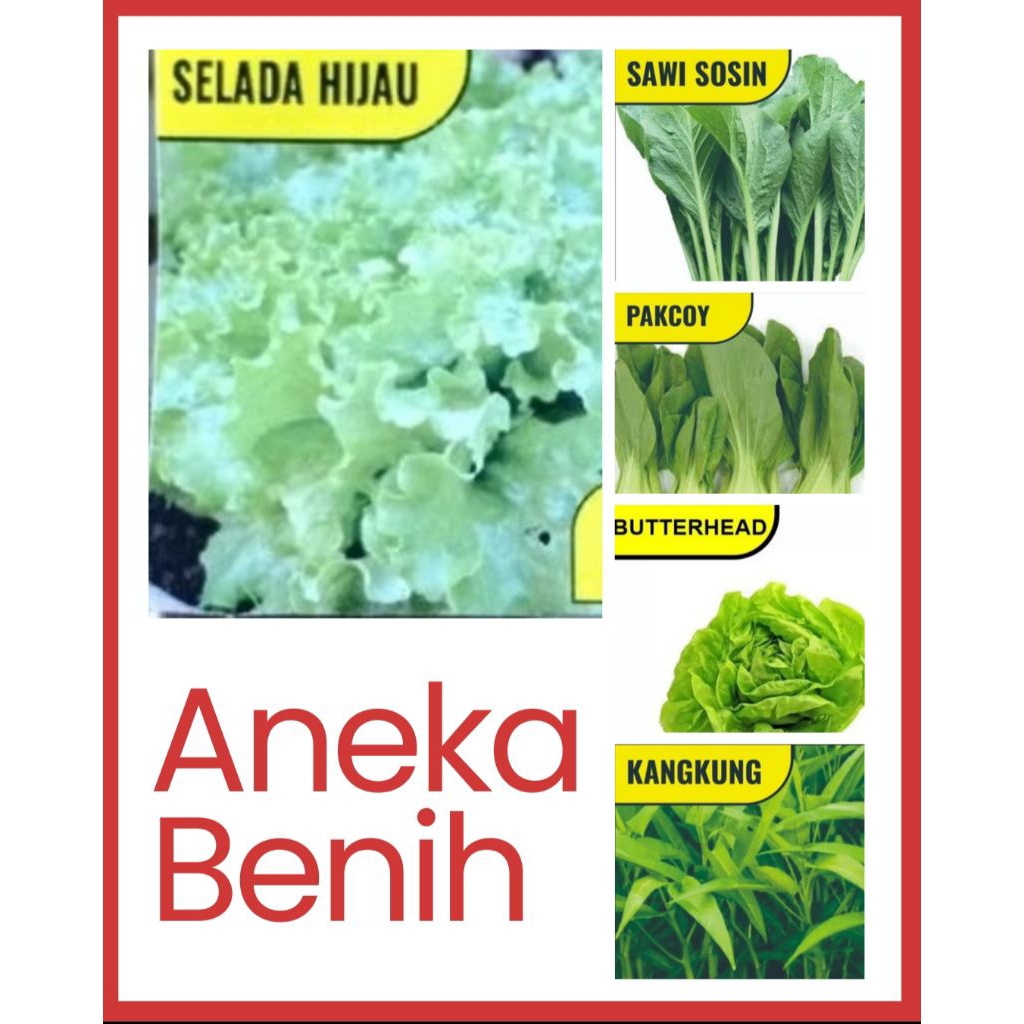 Jual Aneke Benih Selada Hijau / Butterhead / Sawi Sosin / Pakchoy ...