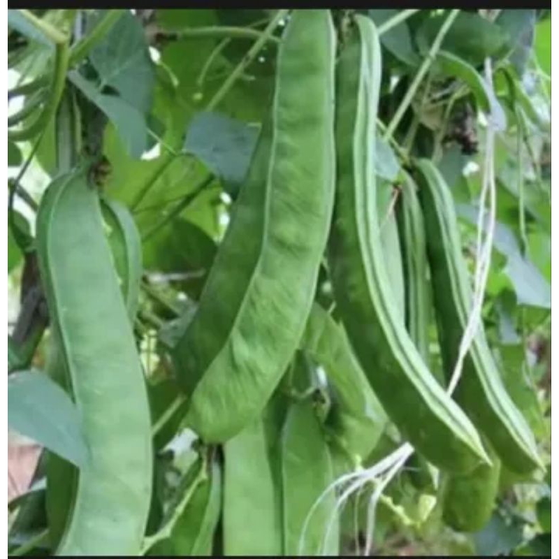 Jual BENIH/BIJI KACANG KORO BENGUK HITAM (20 butir) | Shopee Indonesia