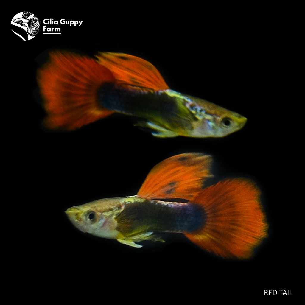 Jual Guppy Red Tail | Hiasan Aquarium | Hiasan Aquascape | Hiasan Akuarium | Ikan Gupy | Ikan ...