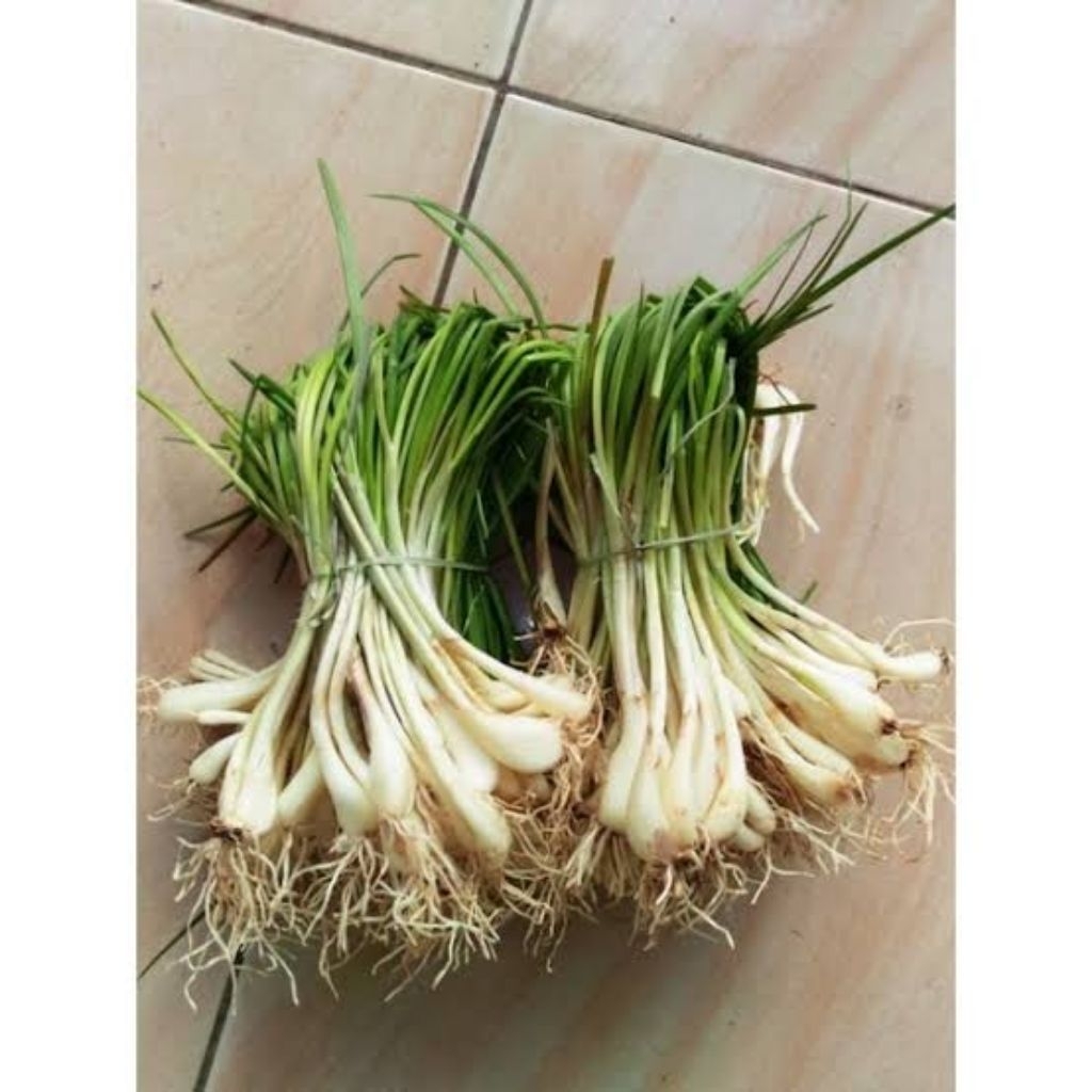 Jual PERIKAT Sayuran Kucai Bawang Segar / Kuncai Segar – Bisa Langsung ...