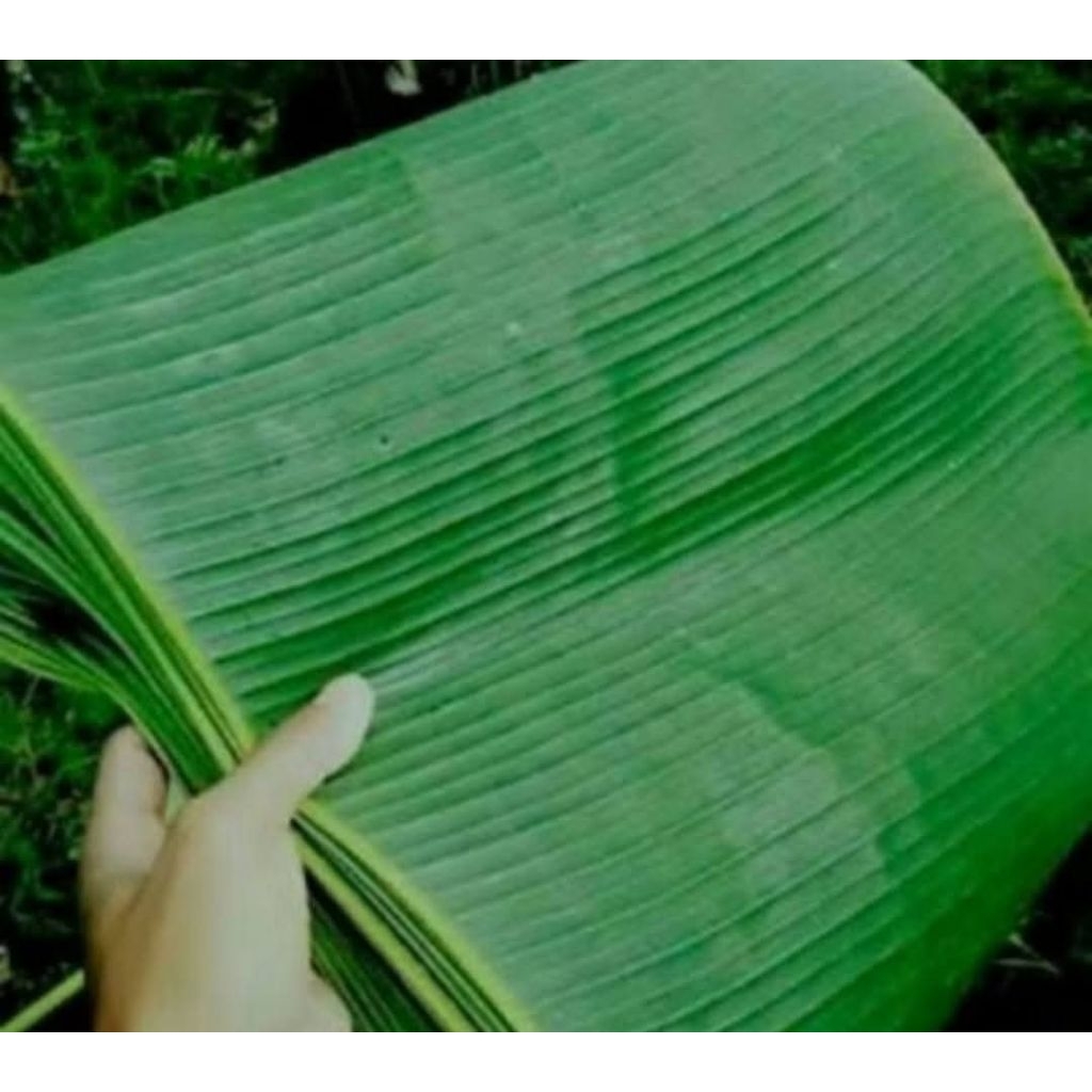 Jual Daun pisang Fress / bungkus daun pisang / godong gedang | Shopee ...