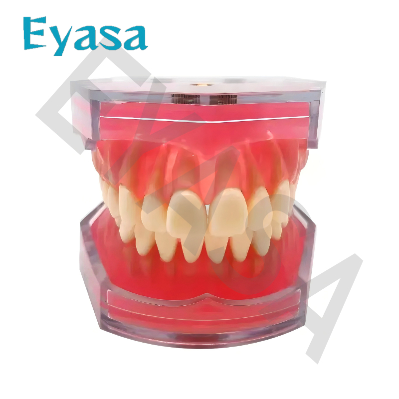 Jual Dental phantom gigi tiruan/ model study replika gigi lepasan lepas ...