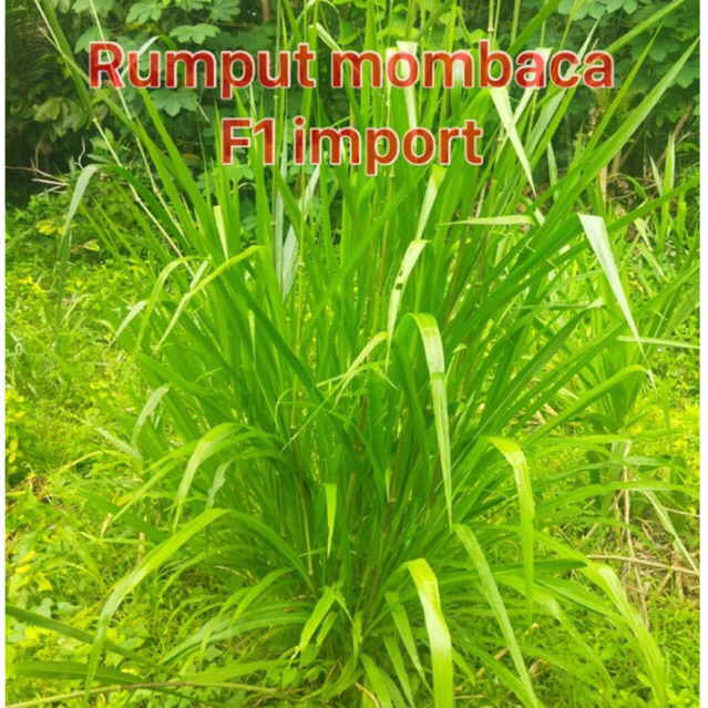 Jual bibit rumput mombaca f1 import 1 kg | Shopee Indonesia