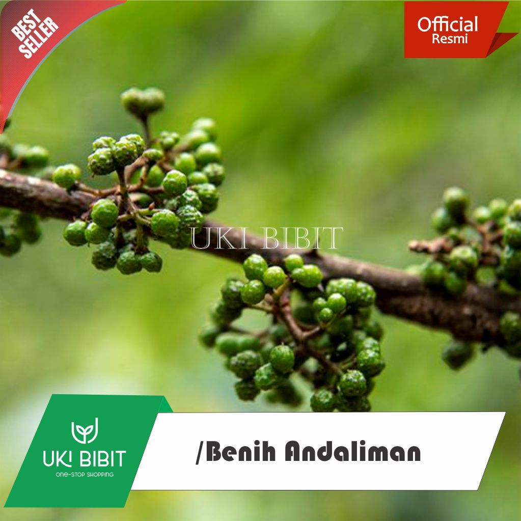 Jual ( 10 Butir ) Benih Biji Andaliman | Zanthoxylum Acanthopodium ...
