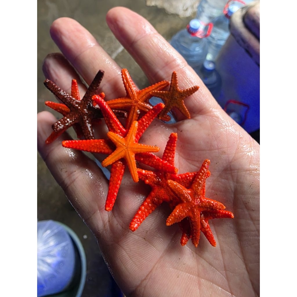 Jual bintang laut merah air laut cleaning crew invert pemakan lumut dan ...