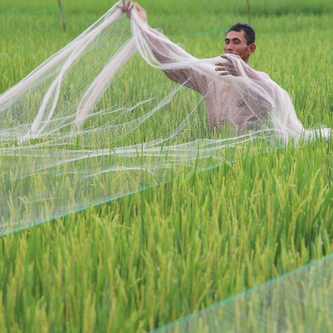 Jual Jaring Burung 100 Yard (90 Meter) / Jaring Sawah / Jaring Ikan ...