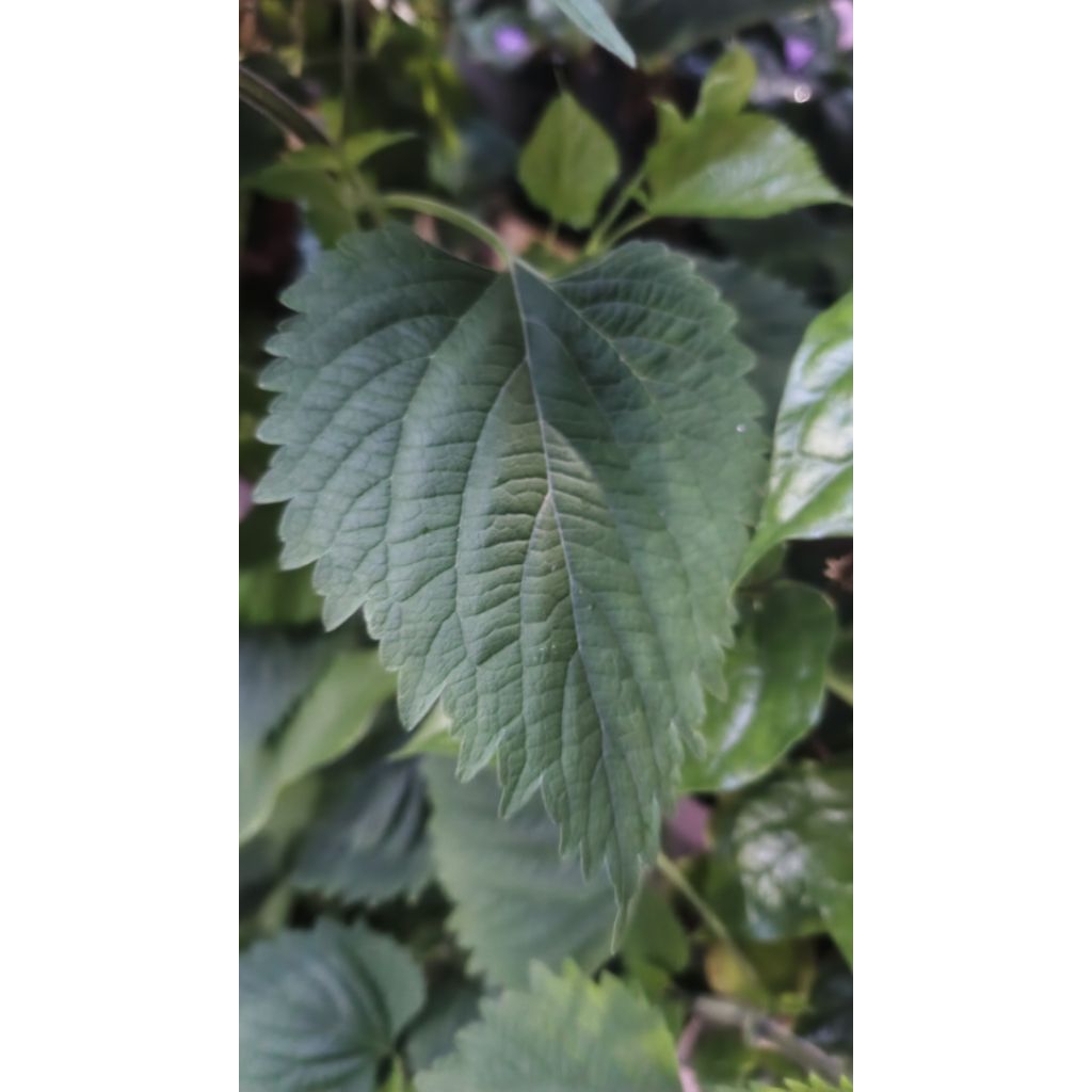 Jual daun matcho. buak chau | Shopee Indonesia