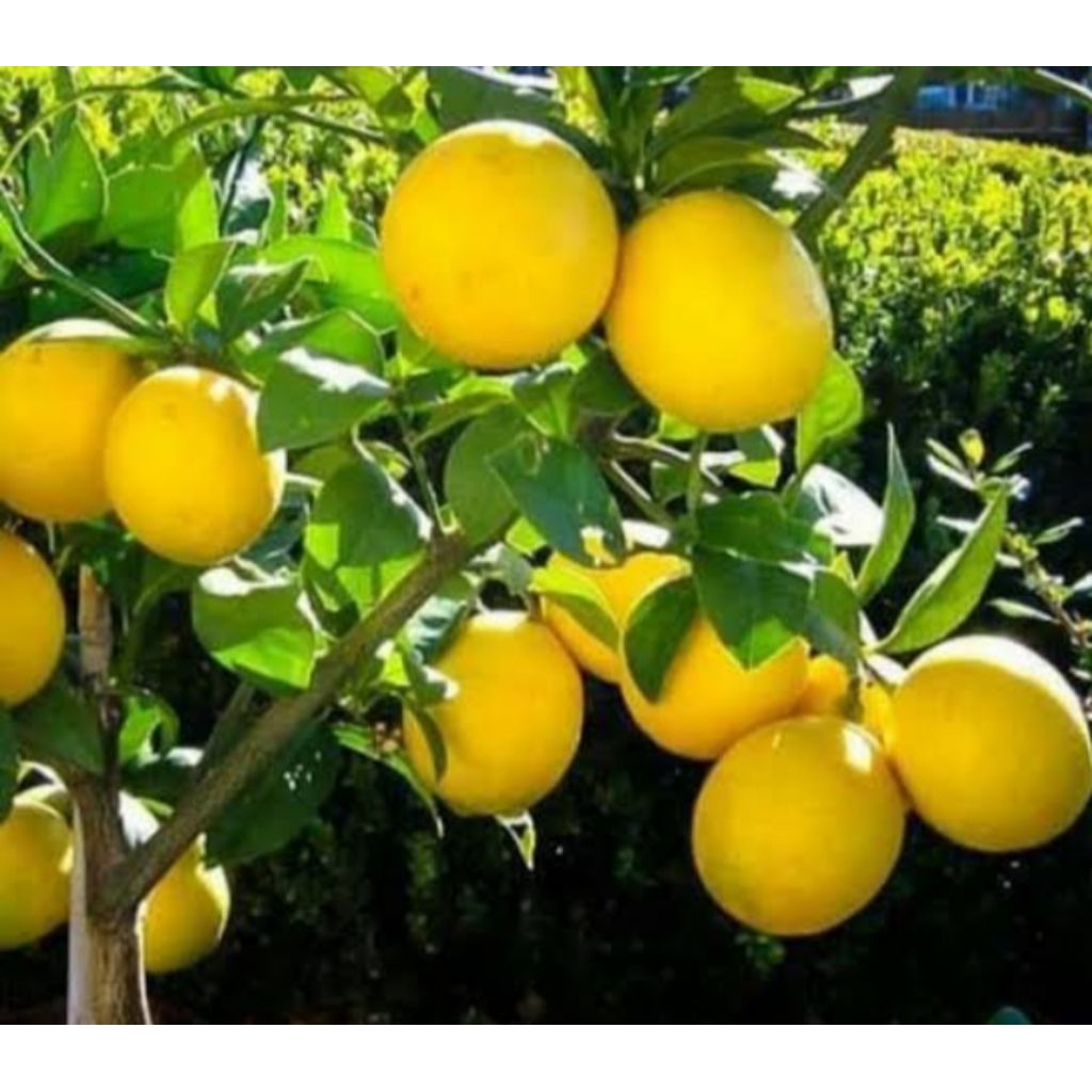 Jual Jeruk Lemon Peras Super Kuning Per 4kg - Minuman Segar - Mama ...