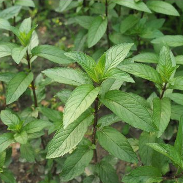 Jual Biji benih import MINT herbal peppermint mentha piperita | Shopee ...