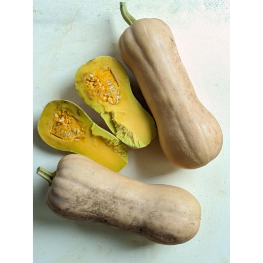 Jual LABU MADU BUTTERNUT BANYAK KHASIAT HARGA PER BUTIR 1-1,5 KG ...