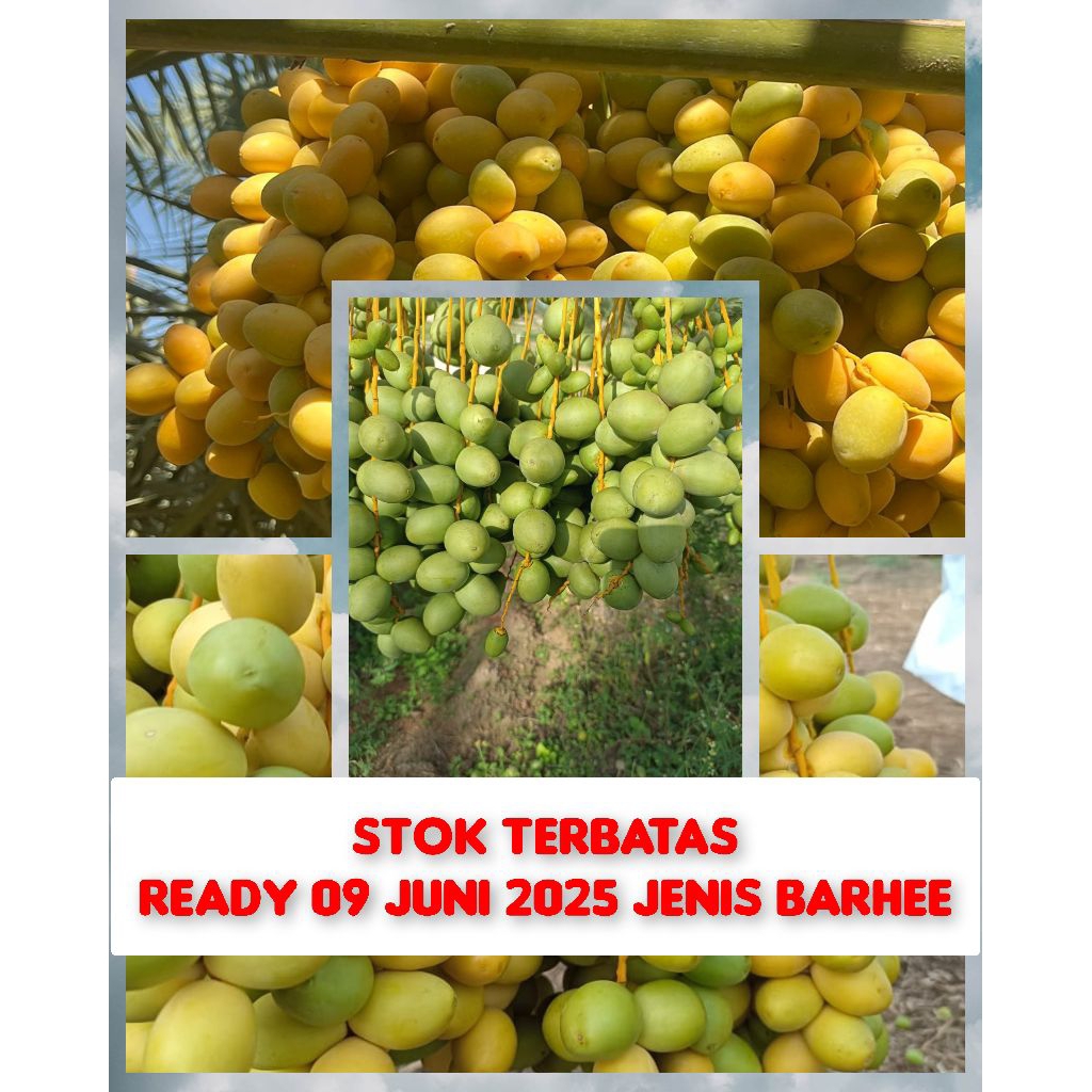 Jual KURMA MUDA BARHEE 9 JUNI manis fresh UNTUK PROMIL FRESH BUKAN ...