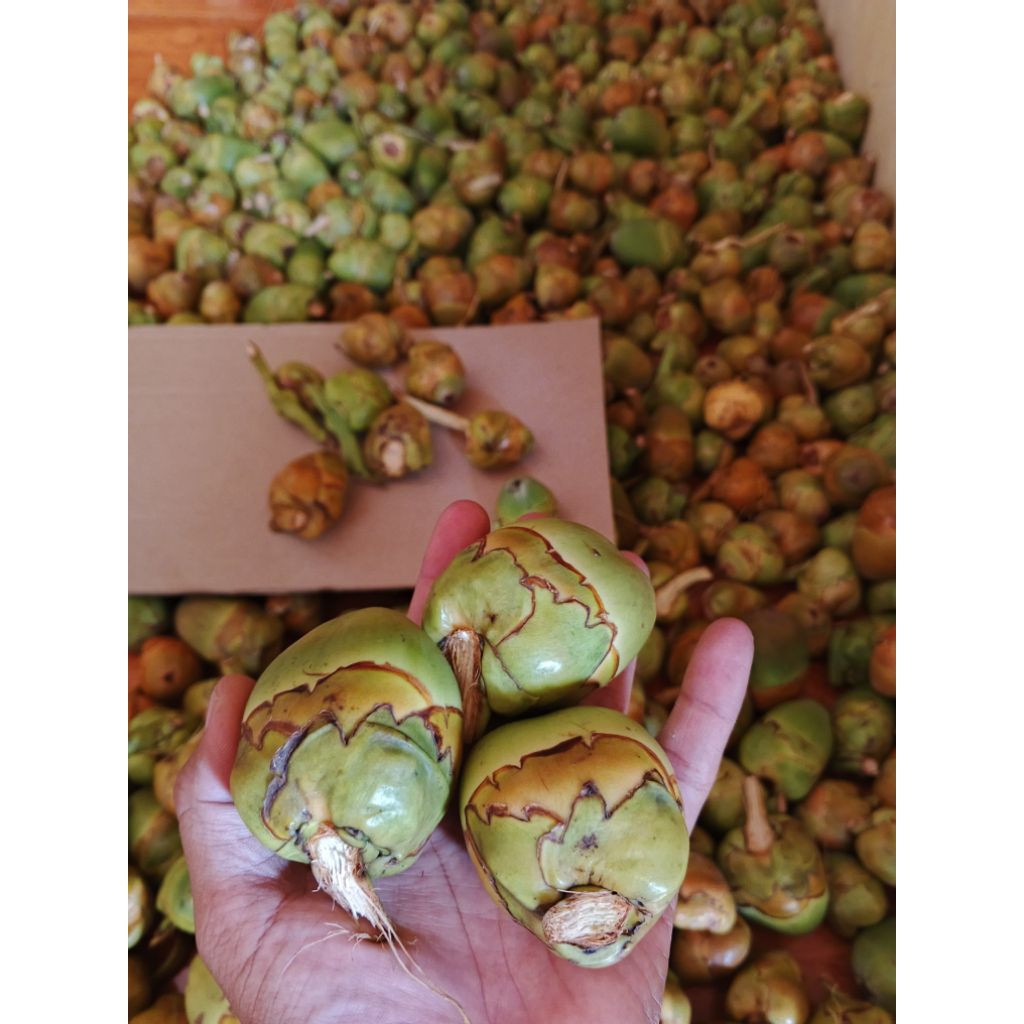 Jual Beluluk Buah Kelapa Kecil Tembuluk per 10 biji | Shopee Indonesia