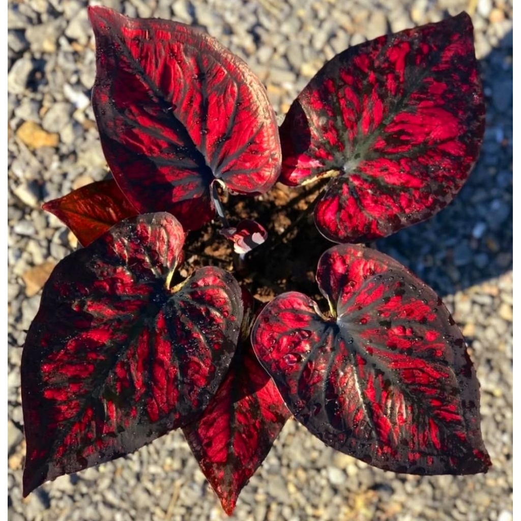 Jual ( BISA COD ) Caladium Cakar Maung Keladi Hias Cakar Maung Tanaman ...