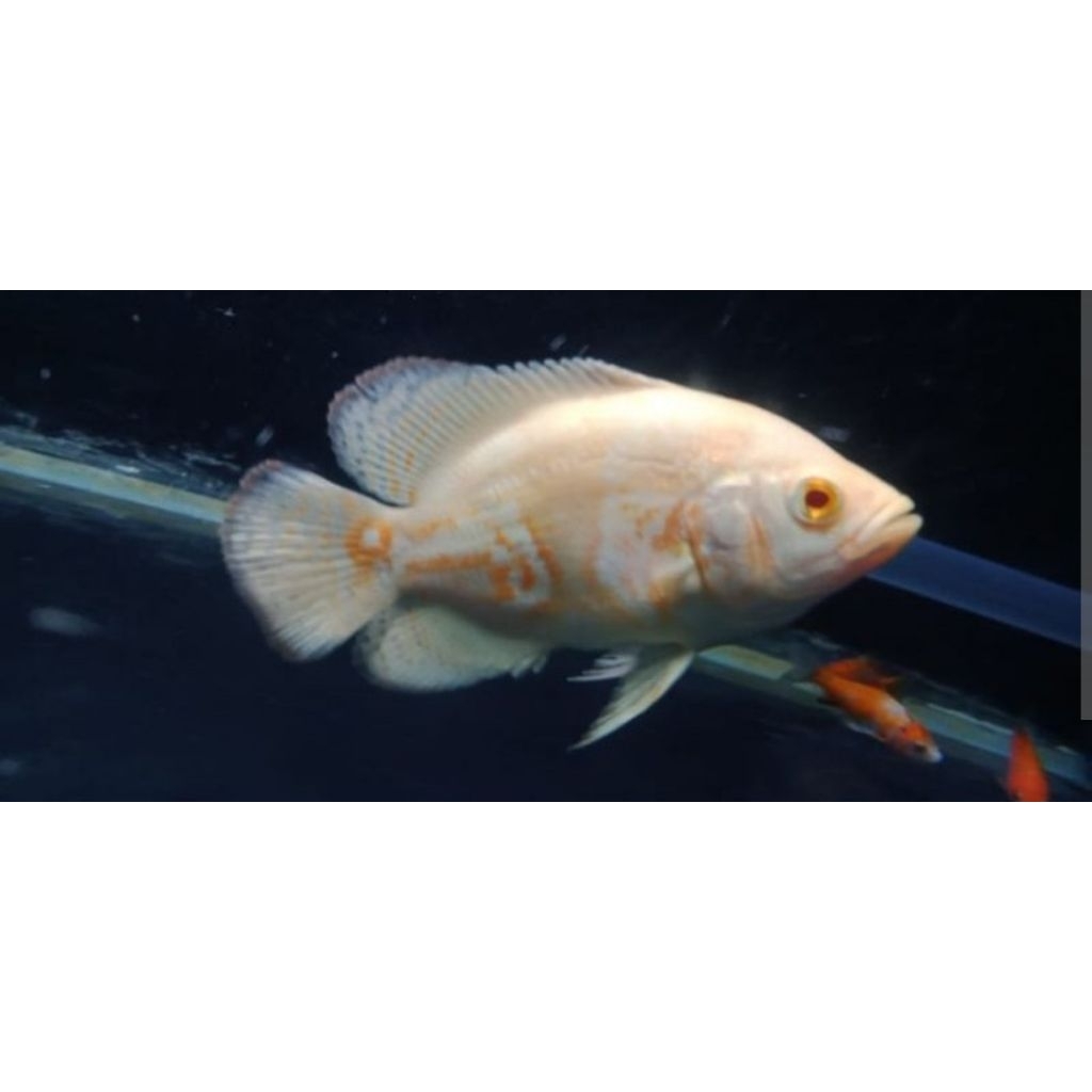 Jual OSKAR ALBINO SIZE L UKURAN 10 CM | Shopee Indonesia