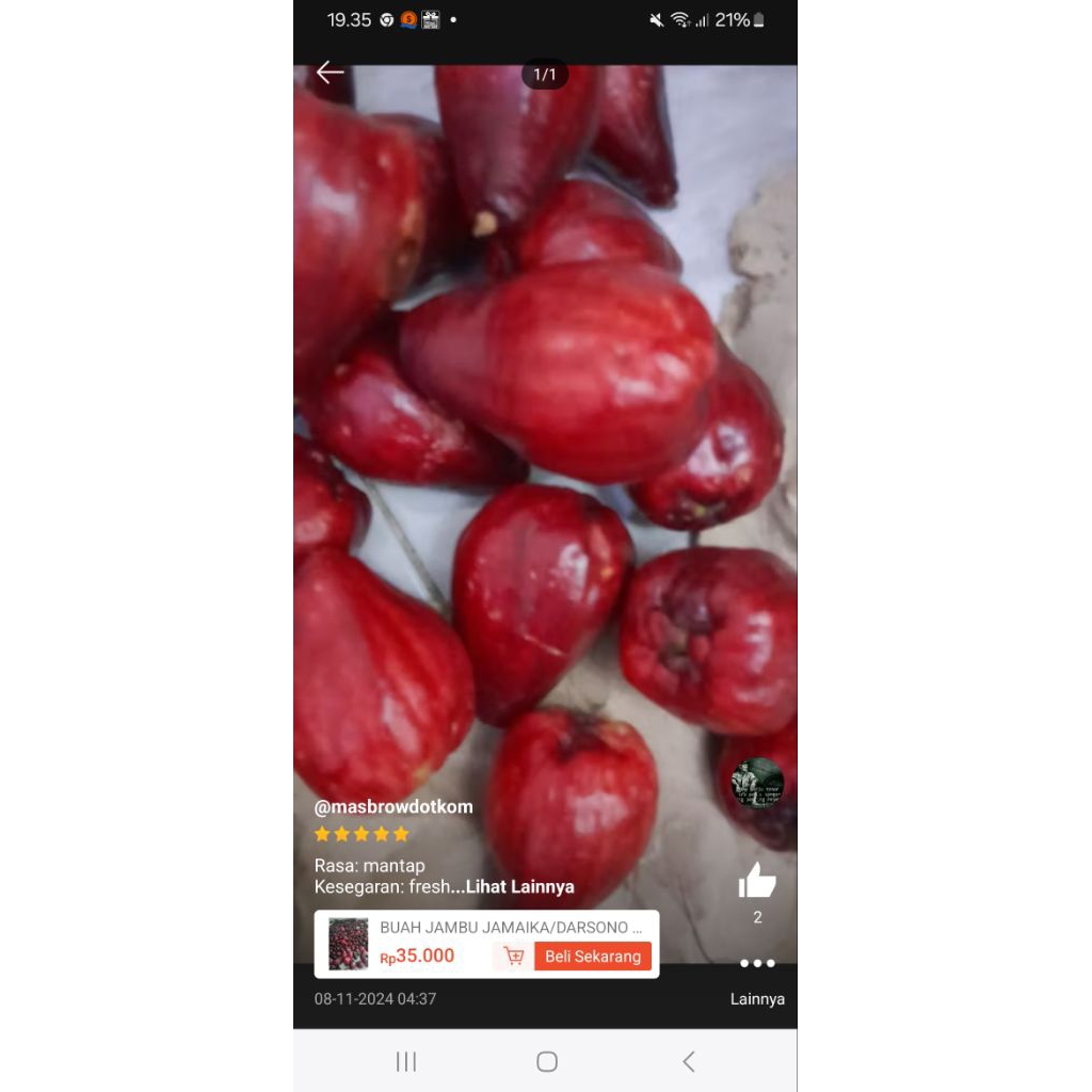 Jual Jambu Darsono Jamaika 1 kg | Shopee Indonesia