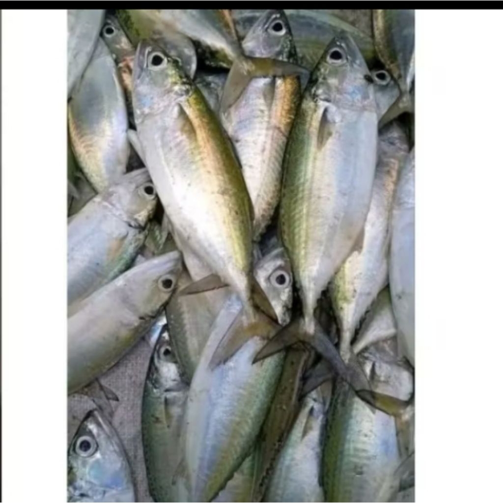 Jual ikan asin kering ikan kembung kemasan 1 kg, langsung di olah Fress ...