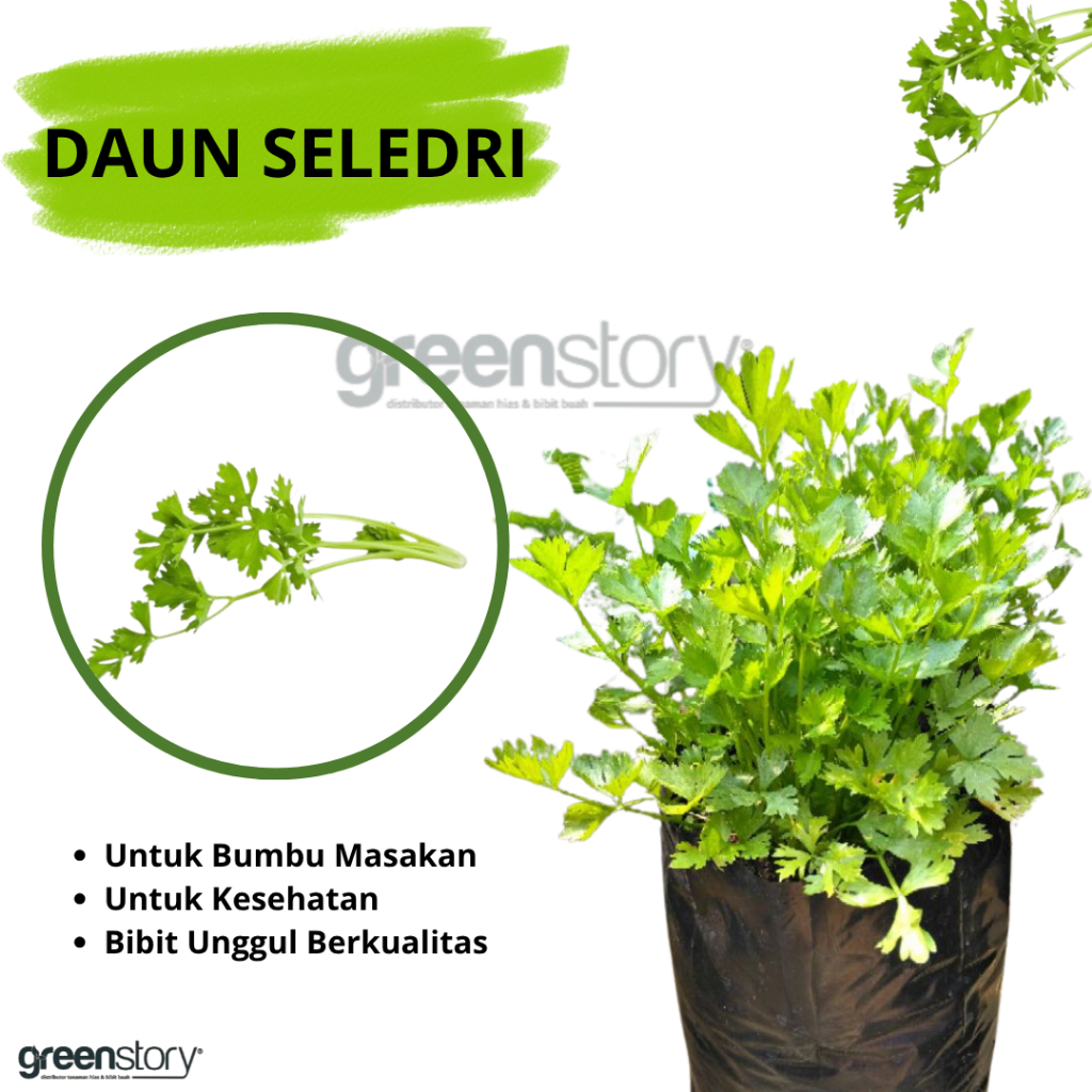 Jual Bibit daun seledri | daun sop | Shopee Indonesia