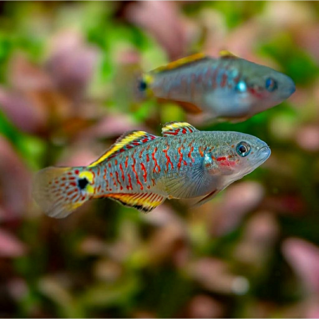 Jual Peacock Gudgeon Goby Aquascape | Shopee Indonesia