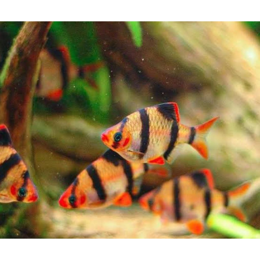 Jual Hiasan Aquarium Sumatra Tiger Barb | Shopee Indonesia