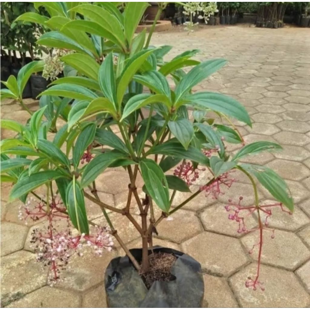 Jual setek tanaman parijoto - Pohon buah parijoto (obat herbal ...