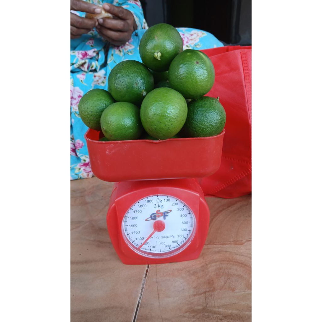 Jual 1 kg jeruk nipis segar, MURAH, asli baru petik kebun | Shopee ...