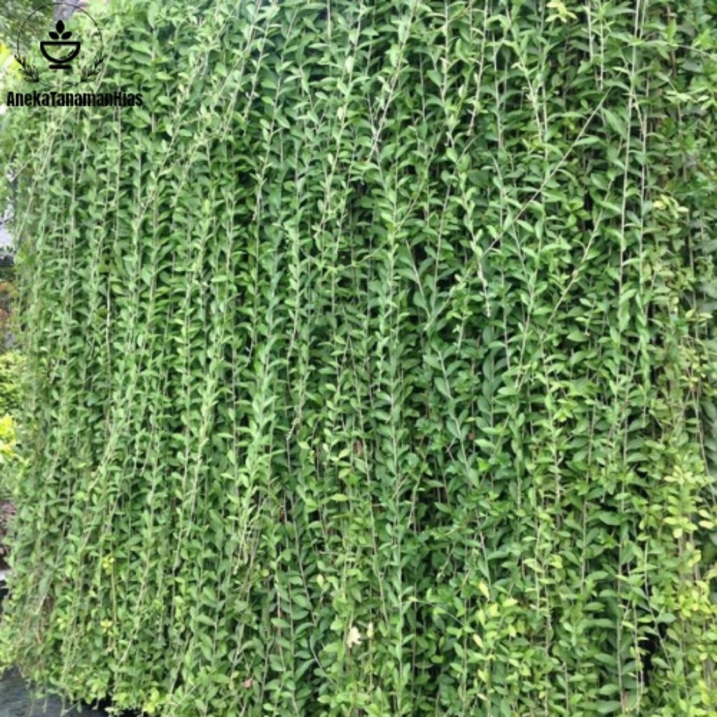 Jual PROMO! Paket 5 polibag Tanaman Hias li Kwan Nyu - Lee kwan Nyu ...