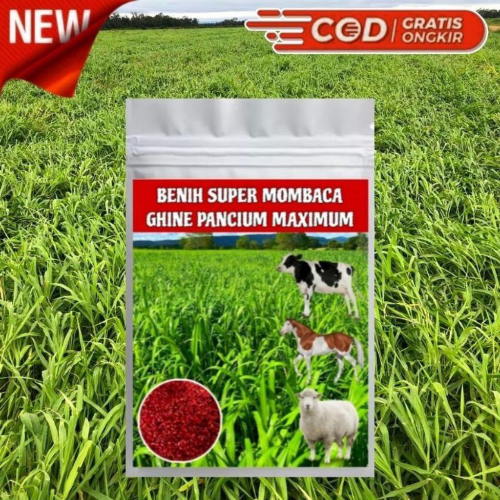 Jual Terlaris!!! benih rumput mombaca ghine panicum maximum - benih ...