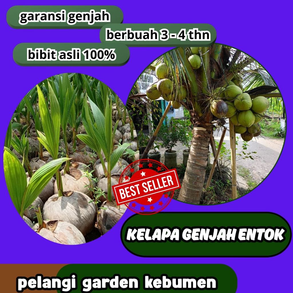 Jual PALING MURAH !! Tanaman Kelapa Genjah Entog Kebumen F1, Tanaman ...