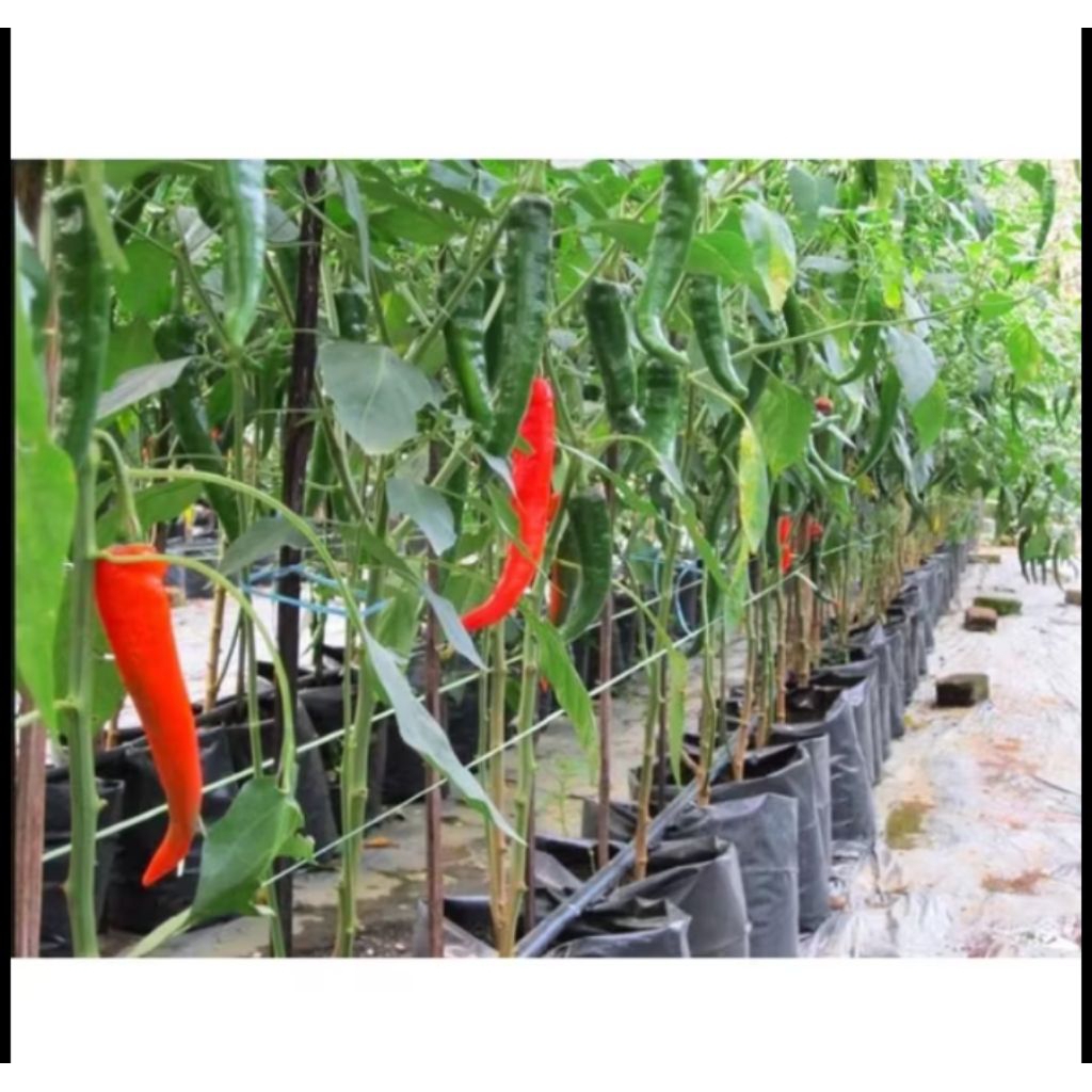 Jual POHON CABE MERAH BESAR ( CABE TEROPONG ) TANAMAN CABAI MERAH BESAR ...