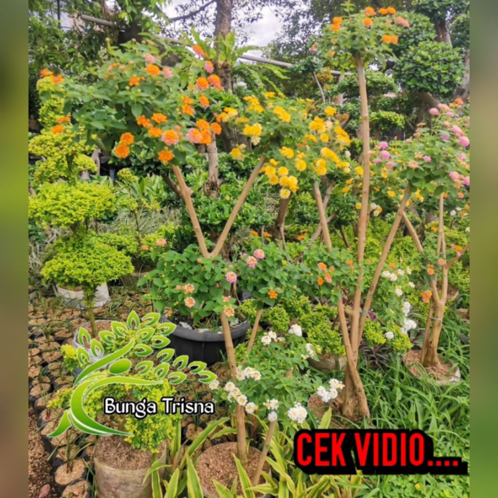 Jual Tanaman Hias Bonsai Lantana Tinggi Sudah Berbunga/ Bonsai 3-4 cabang/Lantana bonsai warna ...
