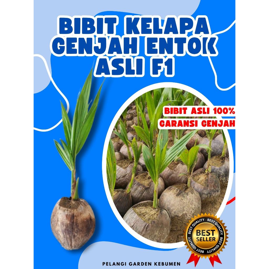 Jual PALING MURAH !! Tanaman Kelapa Genjah Entog Kebumen F1, Tanaman ...