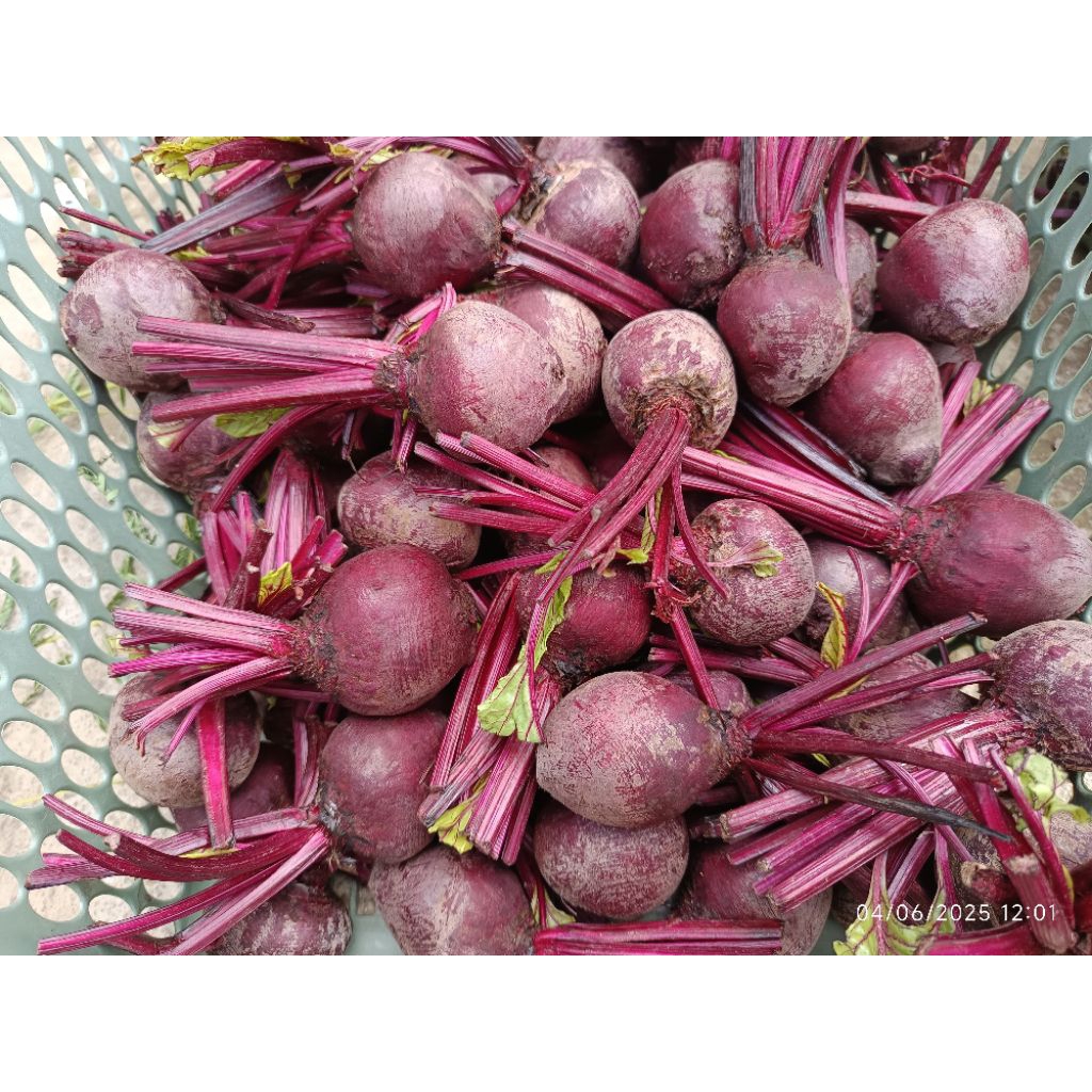 Jual buah bitt beet root kecil 1kg | Shopee Indonesia