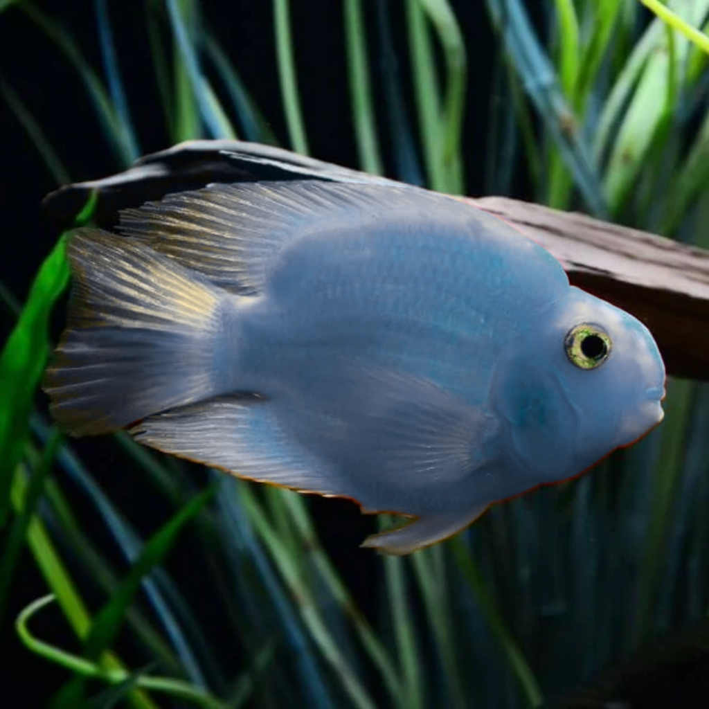 Jual Jual Ikan Blue Parrot / Ikan Parrot Biru / Royal Blue Parrot Fish ...