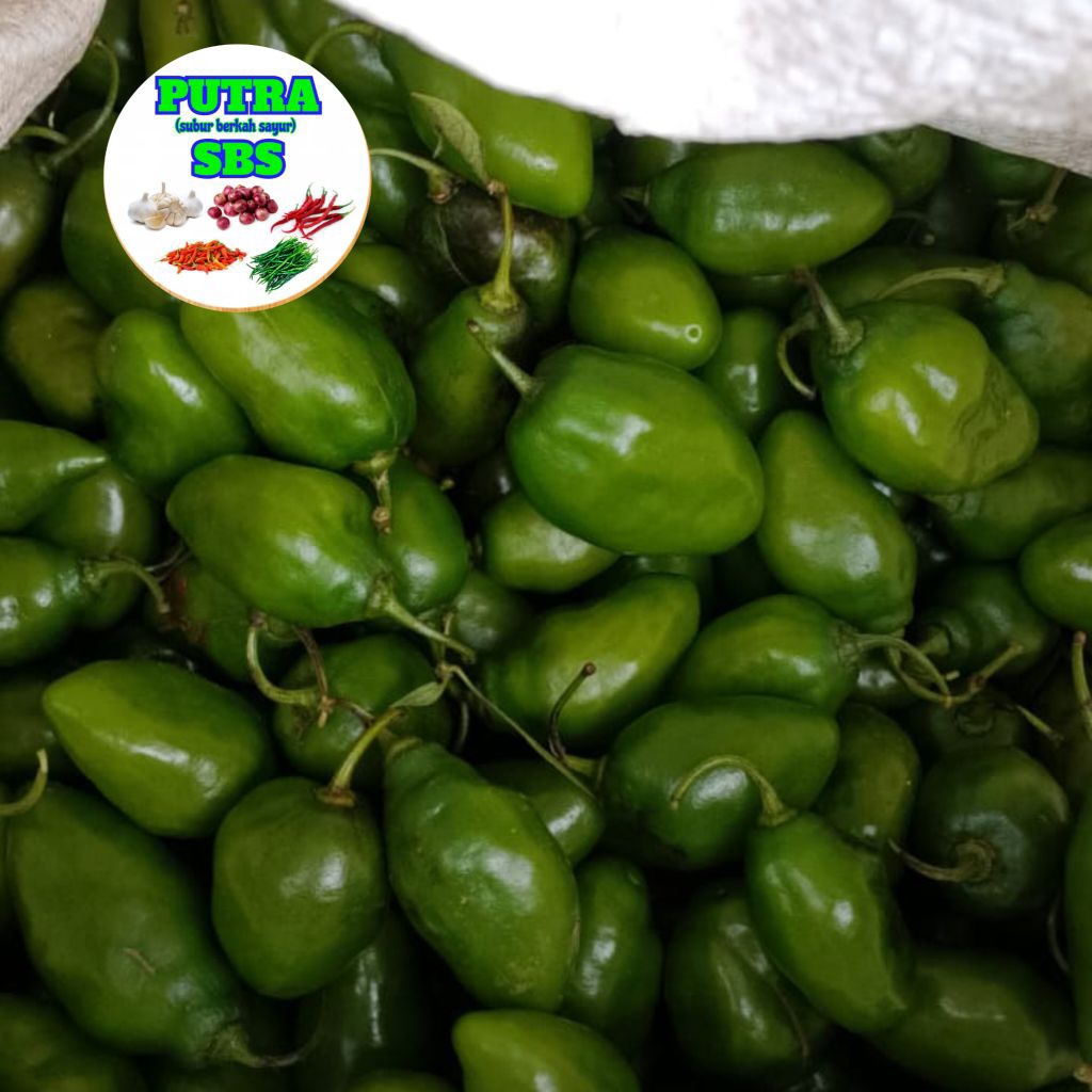Jual 1KG CABE GENDOT / BENDOT SEGAR VIRAL TEH SANTI DENNI CAGUR PETIKAN ...