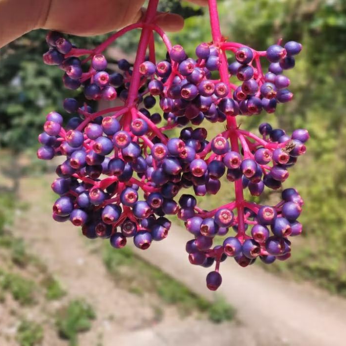 Jual BUAH SINOM PARIJOTHO MURIA "untuk promil" dan menjaga imunitas ...